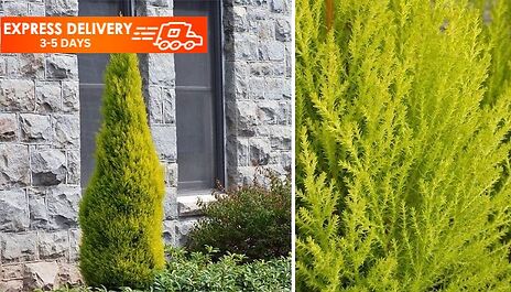 Monterey Cypress Goldcrest Conifer