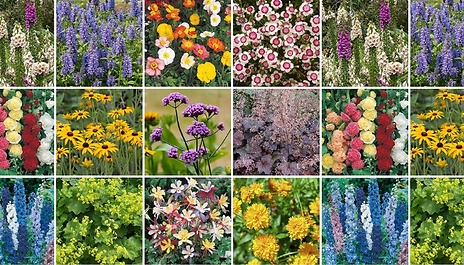 24 Plug Hardy Garden Perennial Collection